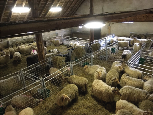 De schaapskudde - Schaapskudde Exloo