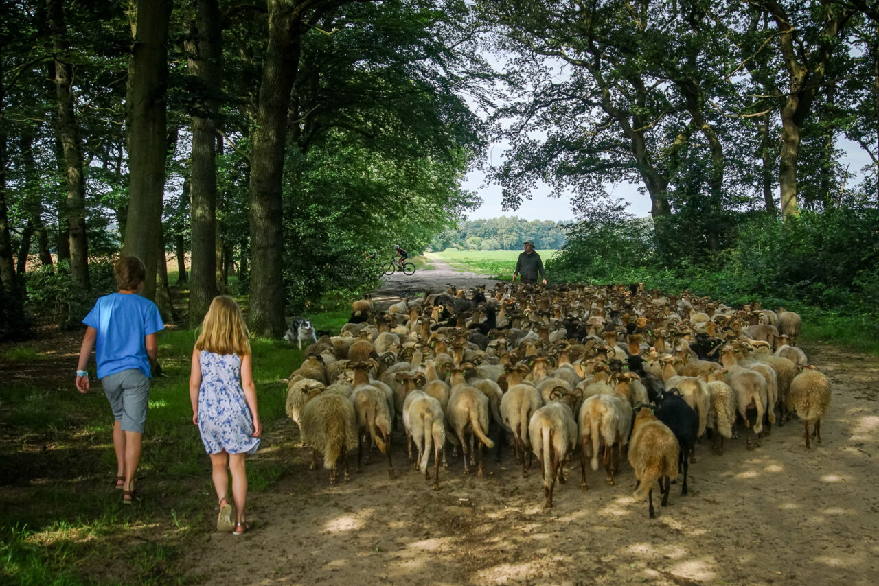Home - Schaapskudde Exloo